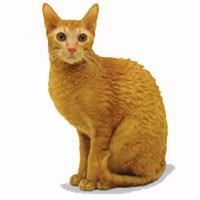 Orange Cornish Rex