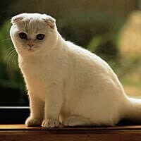 Cats With Short Ears