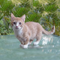Swedish Munchkin Cats